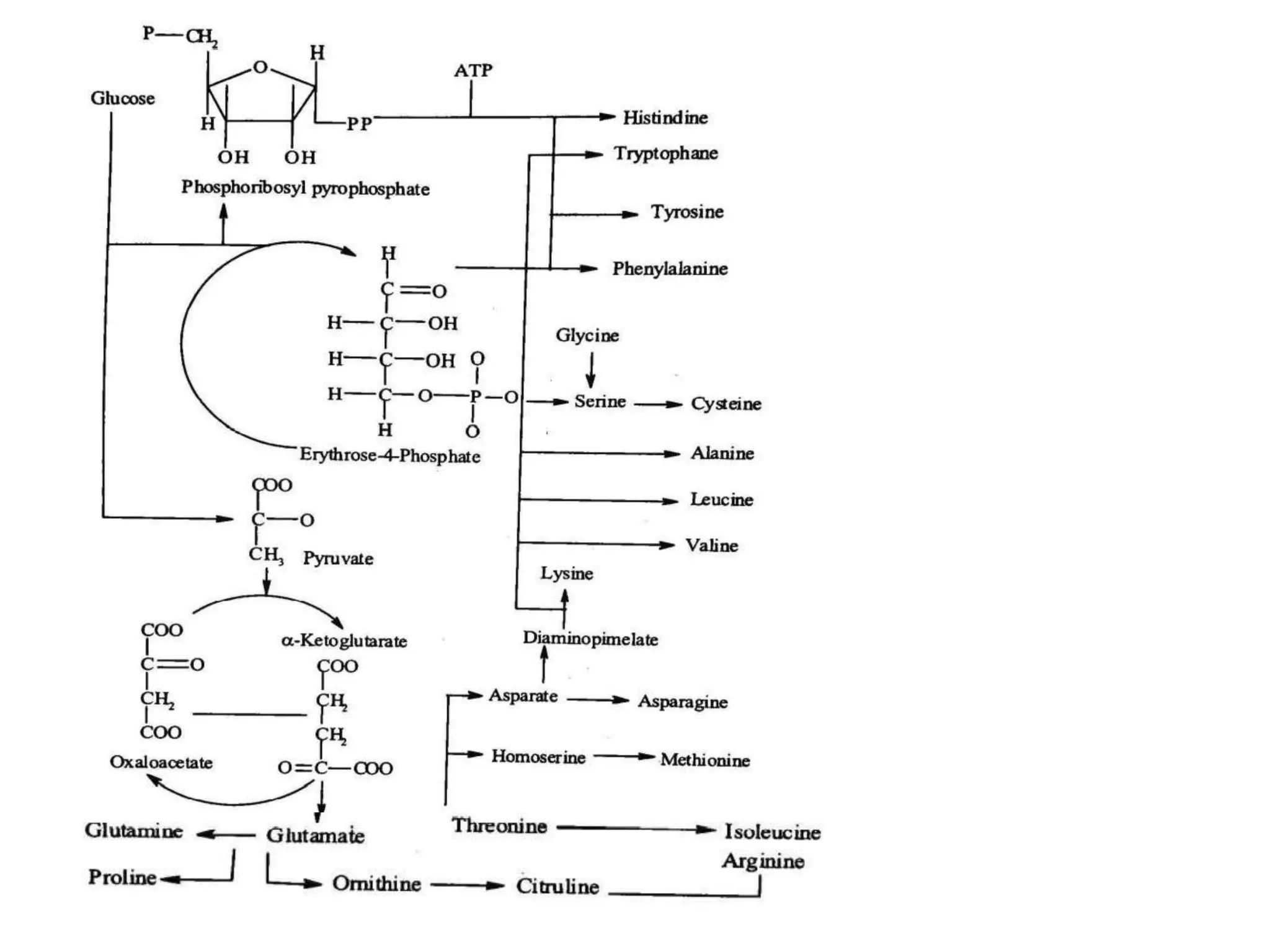Basic metabolic pathways.pptx