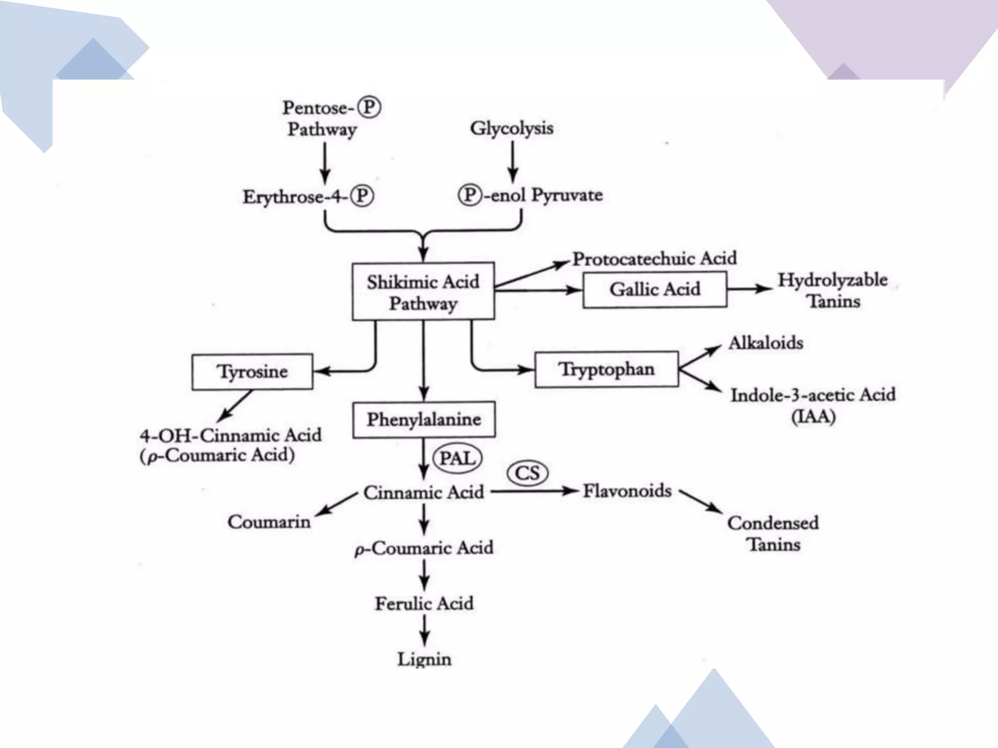 Basic metabolic pathways.pptx