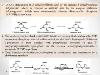 Basic metabolic pathways.pptx