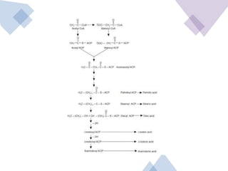 Basic metabolic pathways.pptx