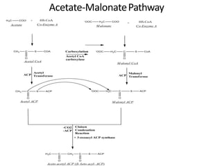 Basic metabolic pathways.pptx
