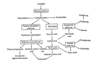 Basic metabolic pathways.pptx