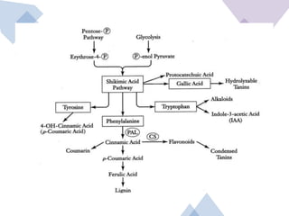 Basic metabolic pathways.pptx