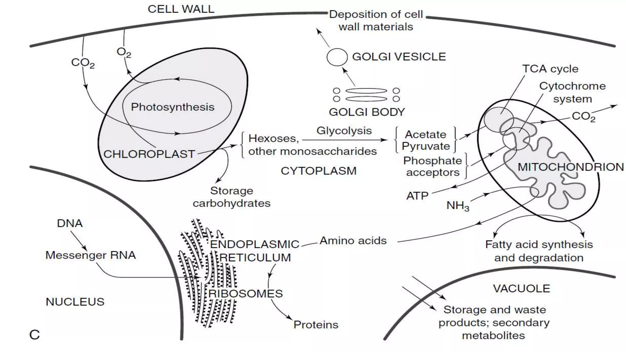 Basic metabolic pathways i | PPTX