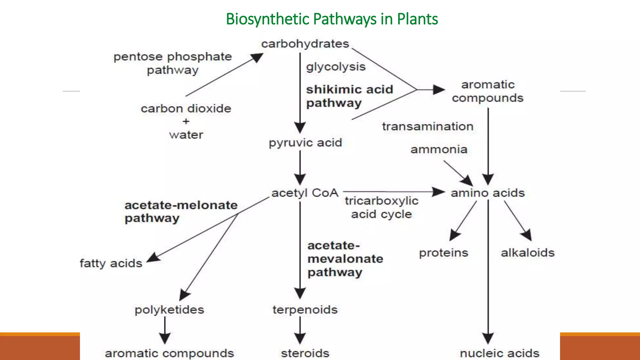Basic metabolic pathways i | PPTX