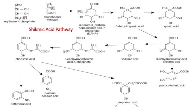 Basic metabolic pathways i | PPT