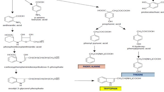 Basic metabolic pathways i | PPT