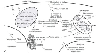 Basic metabolic pathways i | PPTX