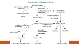 Basic metabolic pathways i | PPTX