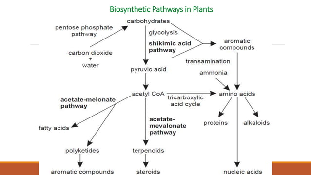 Basic metabolic pathways i | PPT