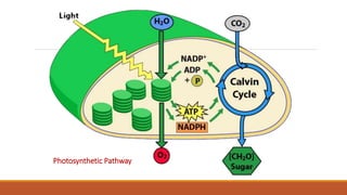 Basic metabolic pathways i | PPTX