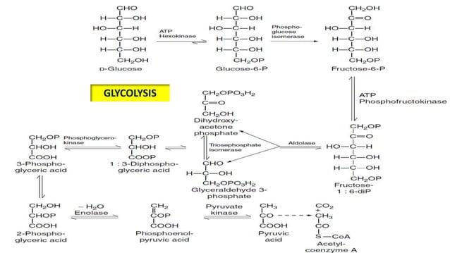 Basic metabolic pathways i | PPT