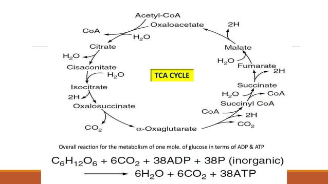 Basic metabolic pathways i | PPT