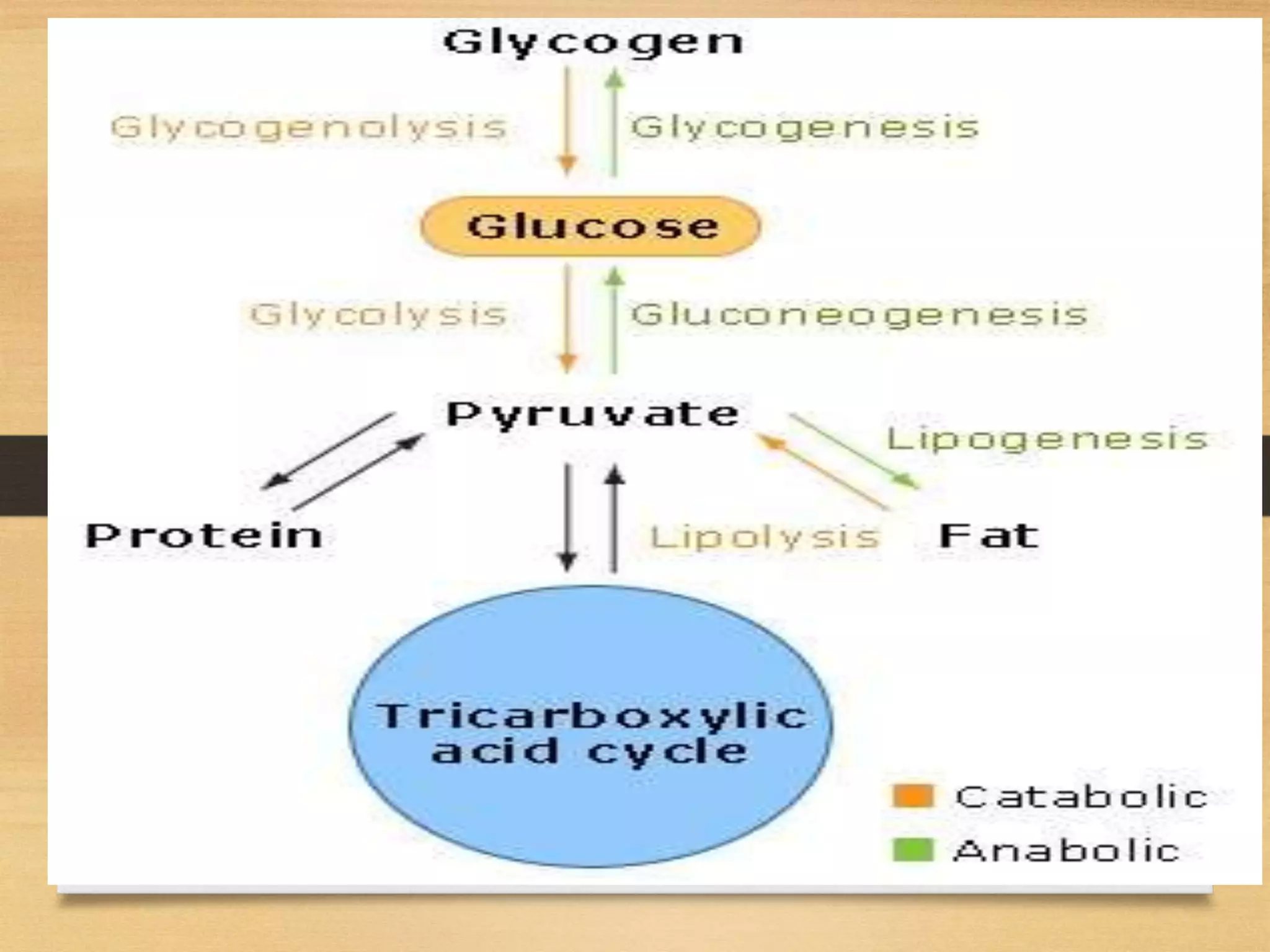 Basic Metabolic Pathways and origin of secondary metabolites.pptx
