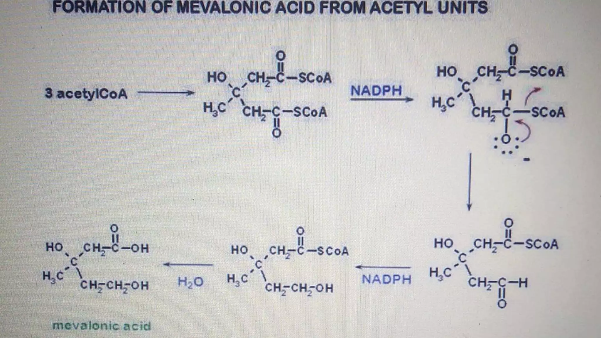 Basic metabolic pathways in plants | PPTX