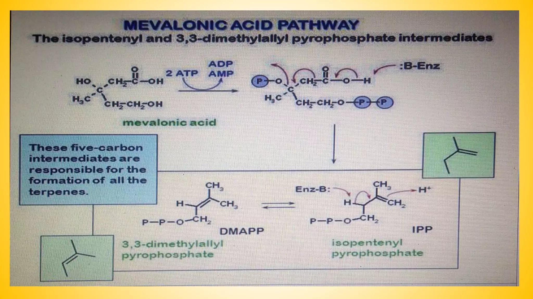 Basic metabolic pathways in plants | PPTX | Endocrine and Metabolic Diseases | Diseases and ...