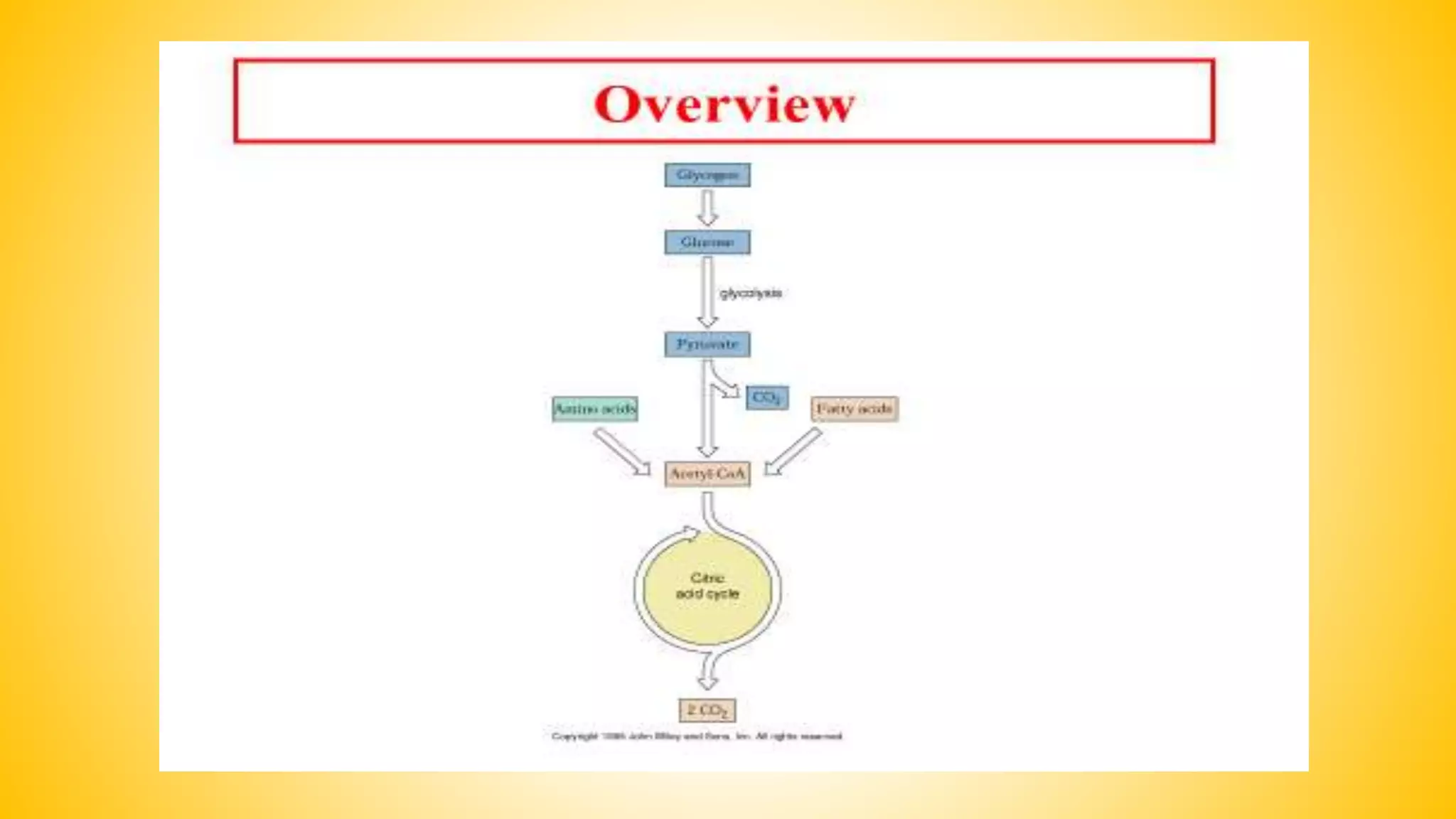Basic metabolic pathways in plants | PPTX | Endocrine and Metabolic Diseases | Diseases and ...