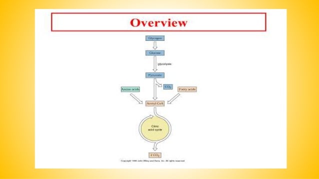 Basic metabolic pathways in plants