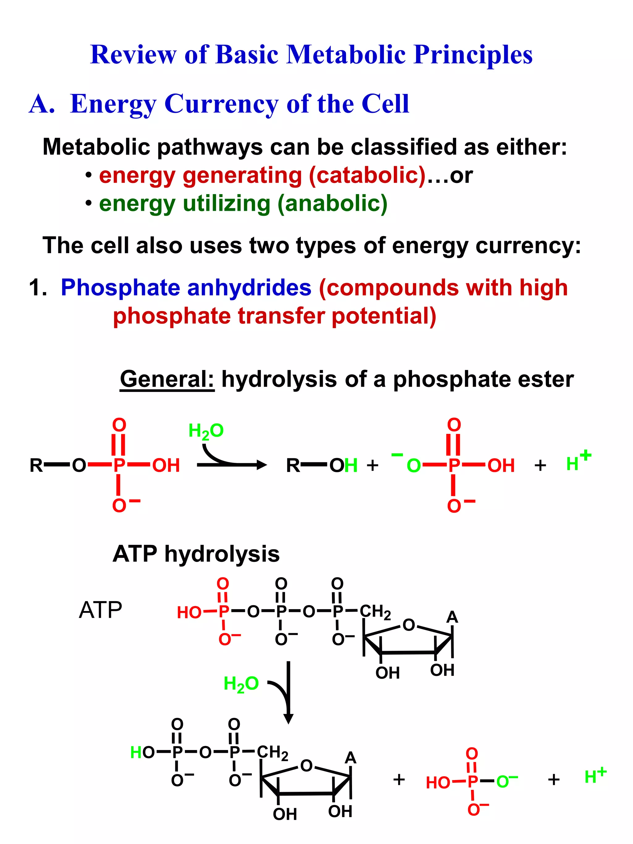 Basic metabolic principles | PPT