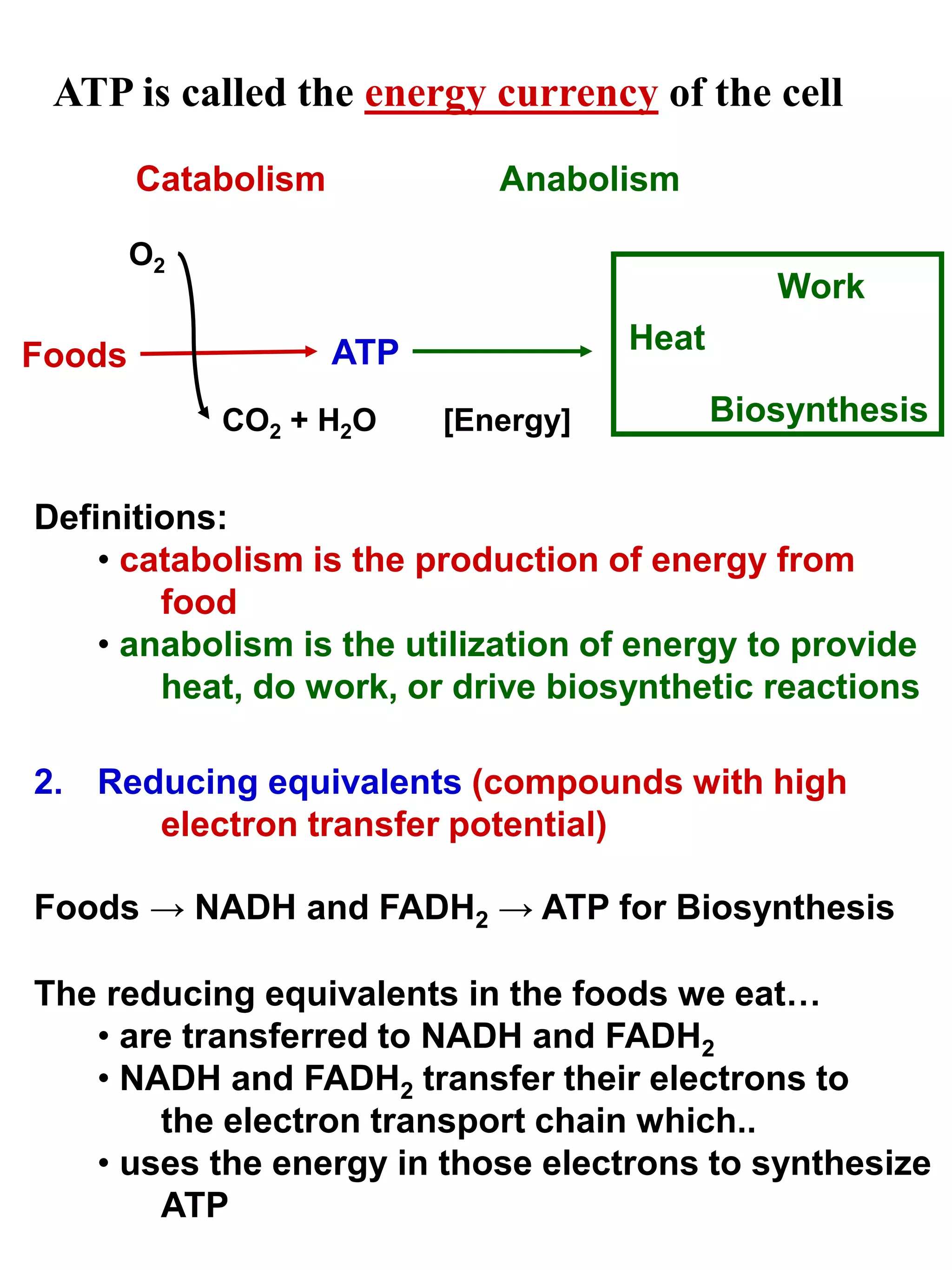 Basic metabolic principles | PPT