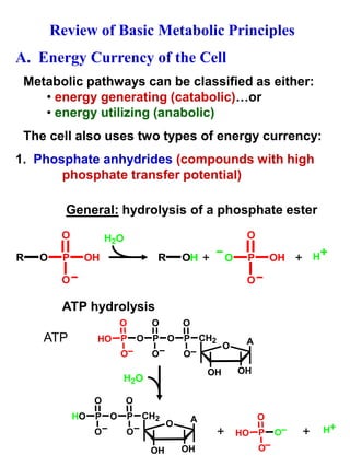 Basic metabolic principles | PPT