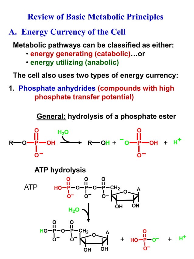 Basic metabolic principles | PPT | Endocrine and Metabolic Diseases ...
