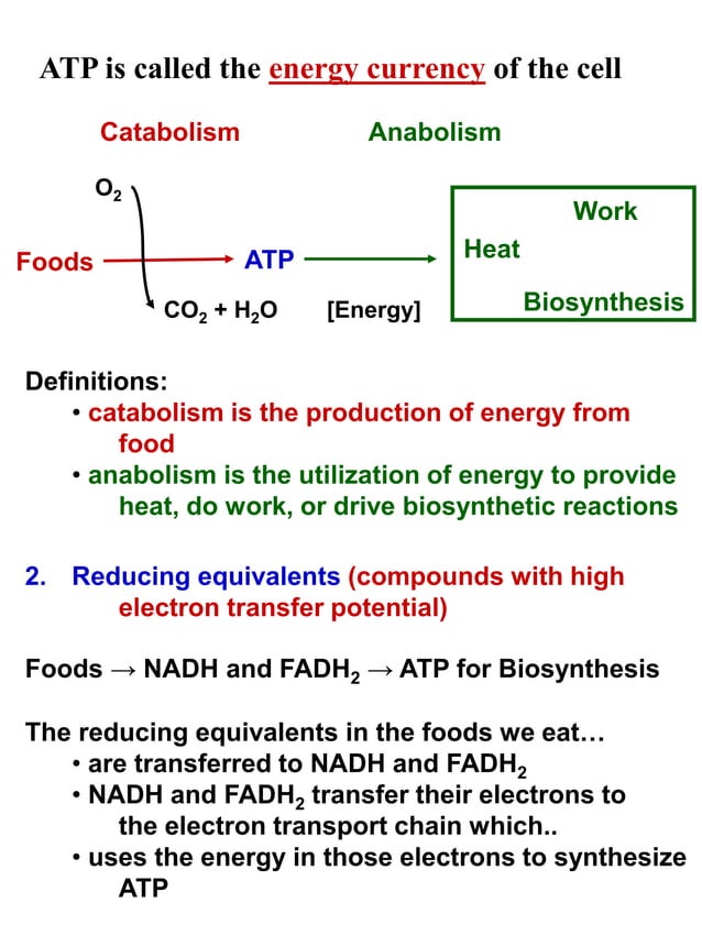 Basic metabolic principles | PPT | Endocrine and Metabolic Diseases ...