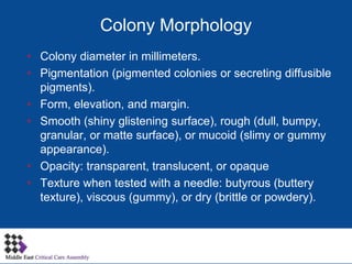 Microbiological Basics and Antimicrobial Susceptibility Tastings | PPT