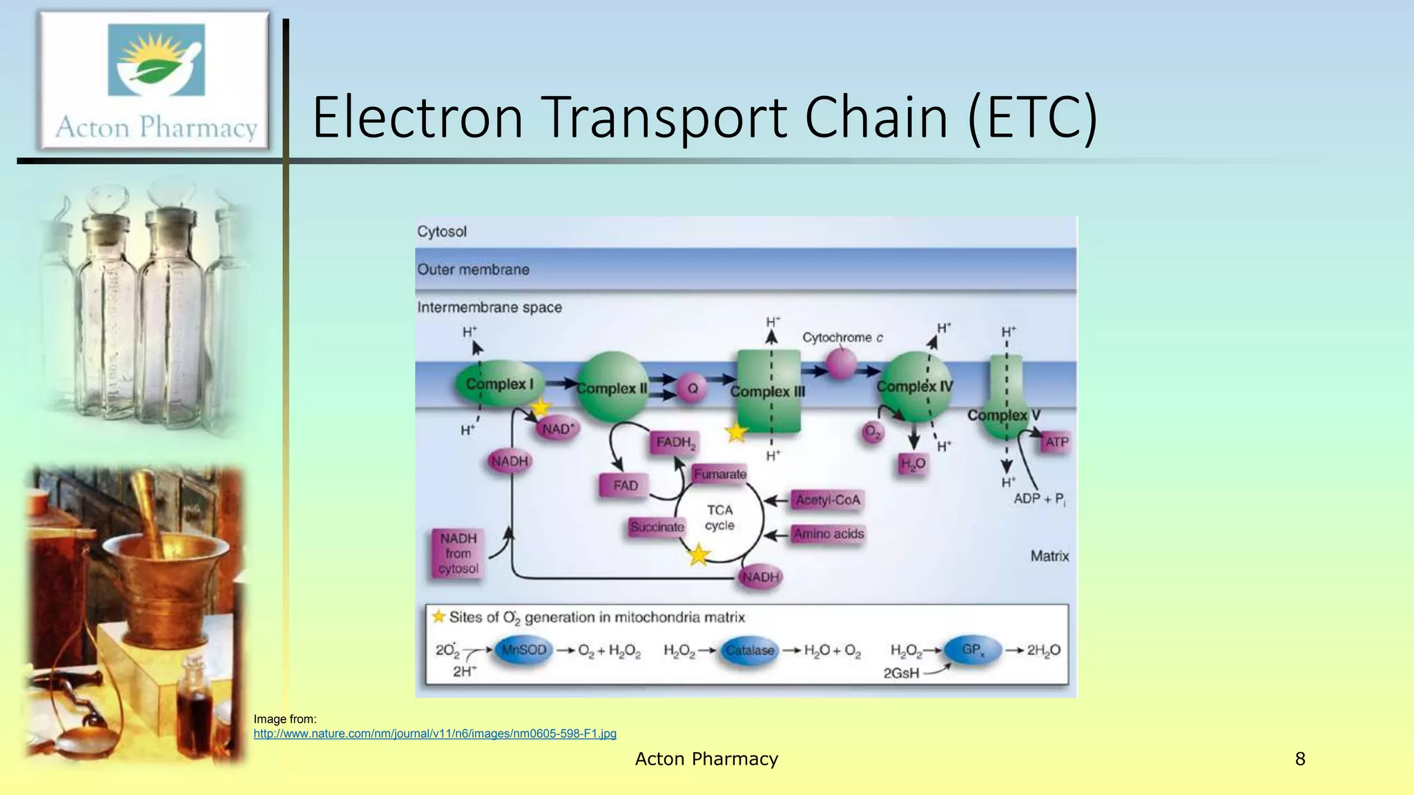 Basic mitochondrial disease & supplementation | PPT