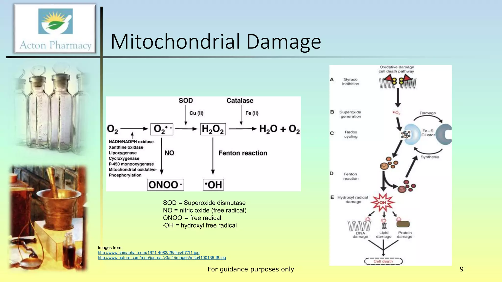 Mito Cocktail final | PPTX