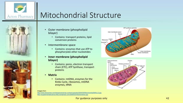 Mito Cocktail final | PPTX | Physical Therapy | Wellness