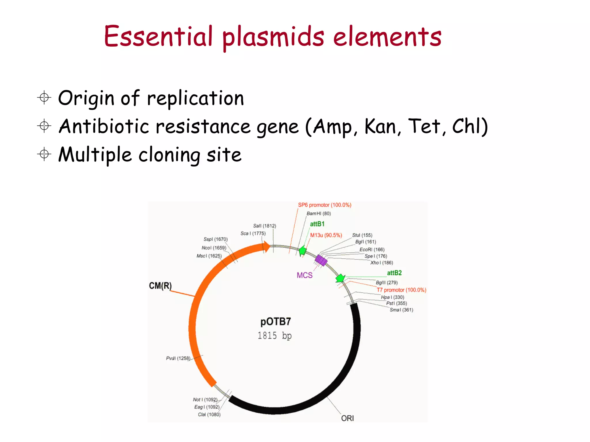basic molecular biology techniques.ppt