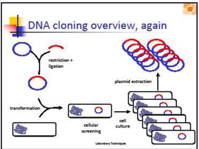 basic molecular biology techniques.ppt