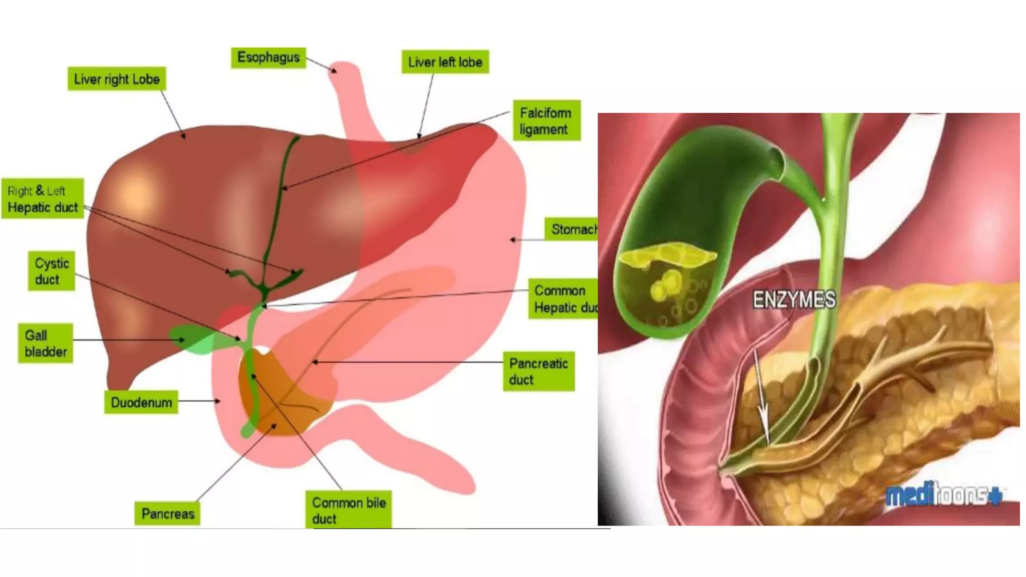 Basic MRI in hepatobiliary surgery.pptx