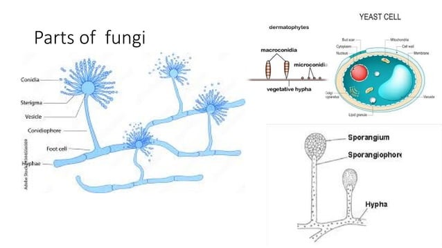 Basic Mycology mportance of Fungi mportance of Fungi | PPT
