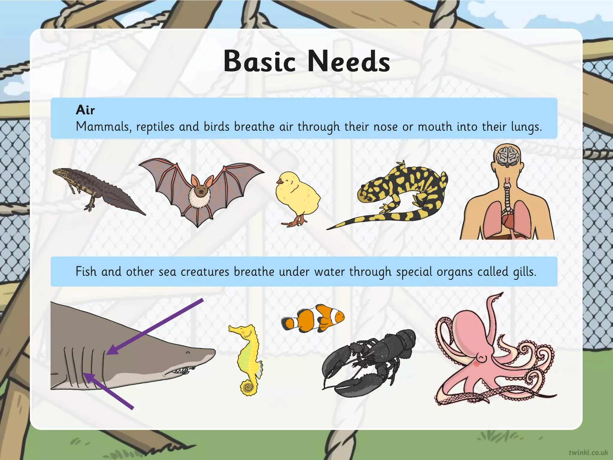 Basic needs lesson presentation | PDF