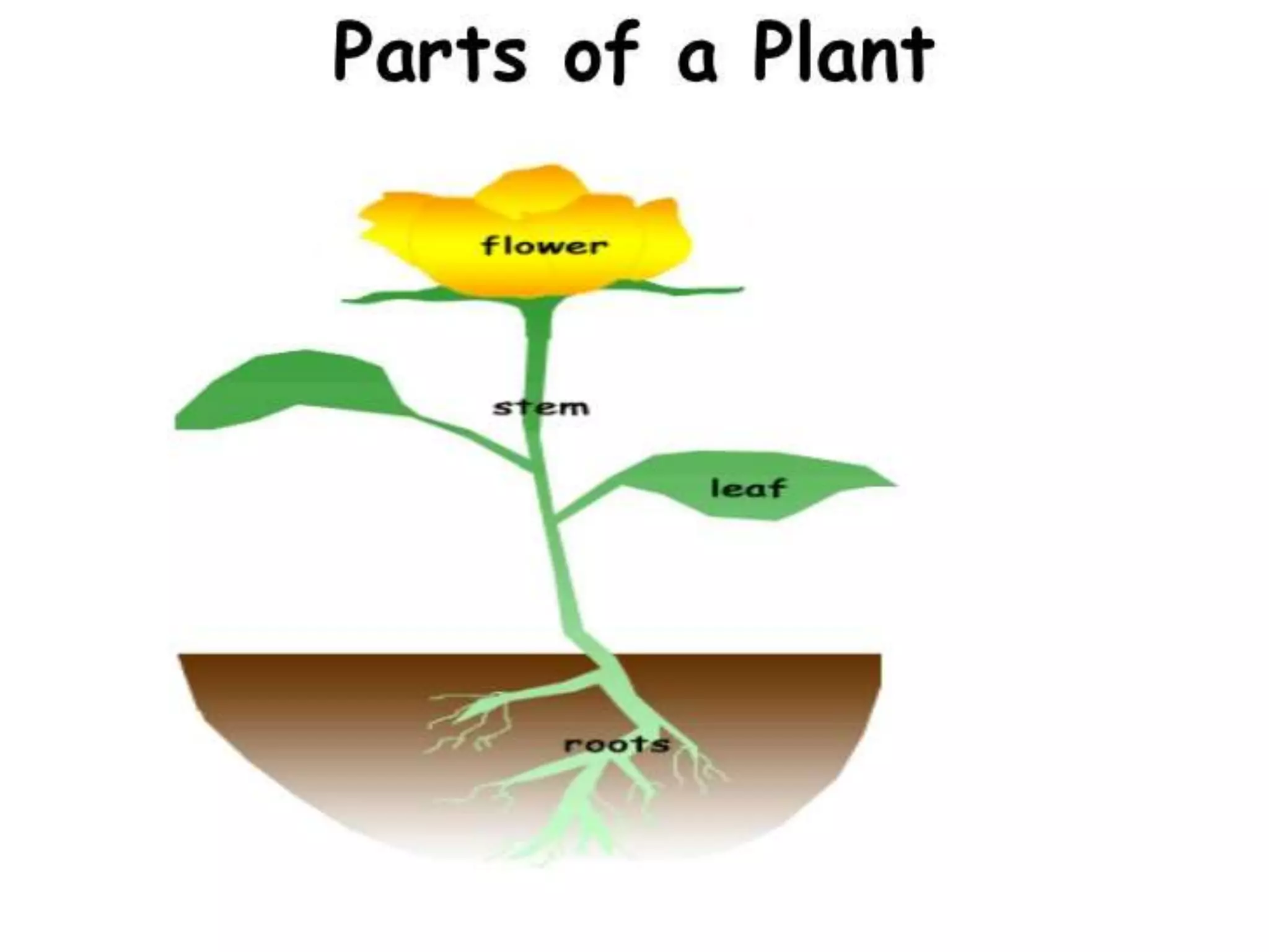 Basic needs of plants By Allah Dad Khan | PPTX