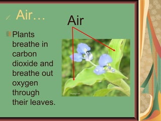 basic needs of plants grade 2.pdf