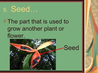 basic needs of plants grade 2.pdf