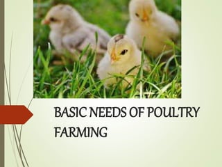 Basic needs of poultry farming | PPTX