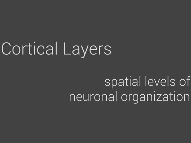 Basic Neuroanatomy | PDF | Brain and Nervous System Disorders ...