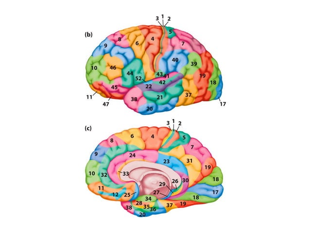 Basic Neuroanatomy | PPT