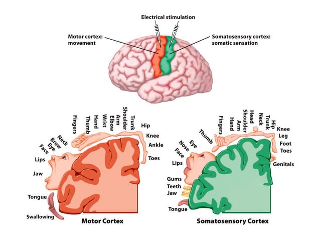 Basic Neuroanatomy | PPT