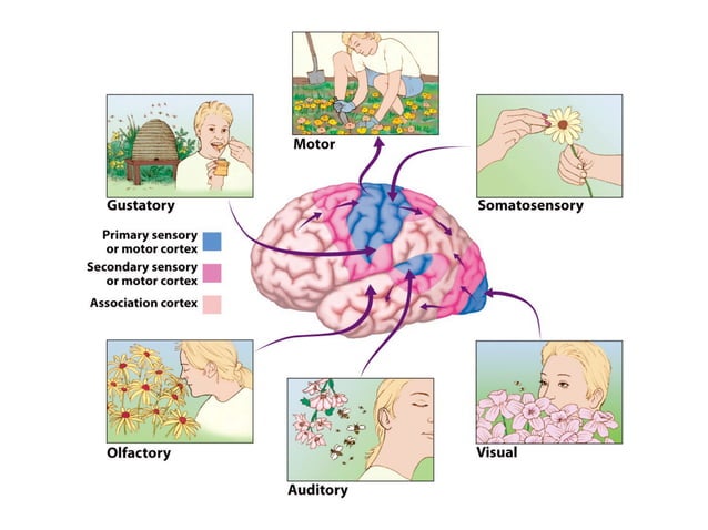 Basic Neuroanatomy | PPT