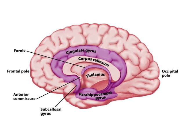 Basic Neuroanatomy | PPT