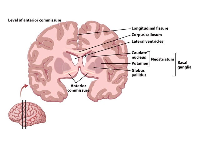 Basic Neuroanatomy | PPT