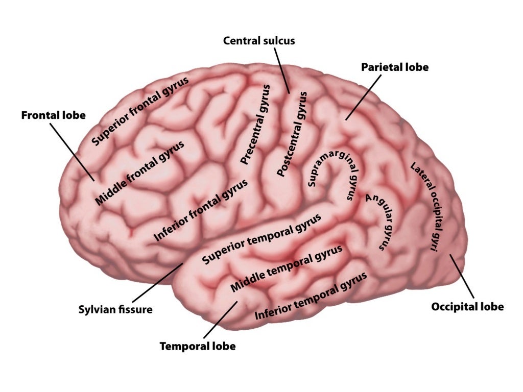 Basic Neuroanatomy