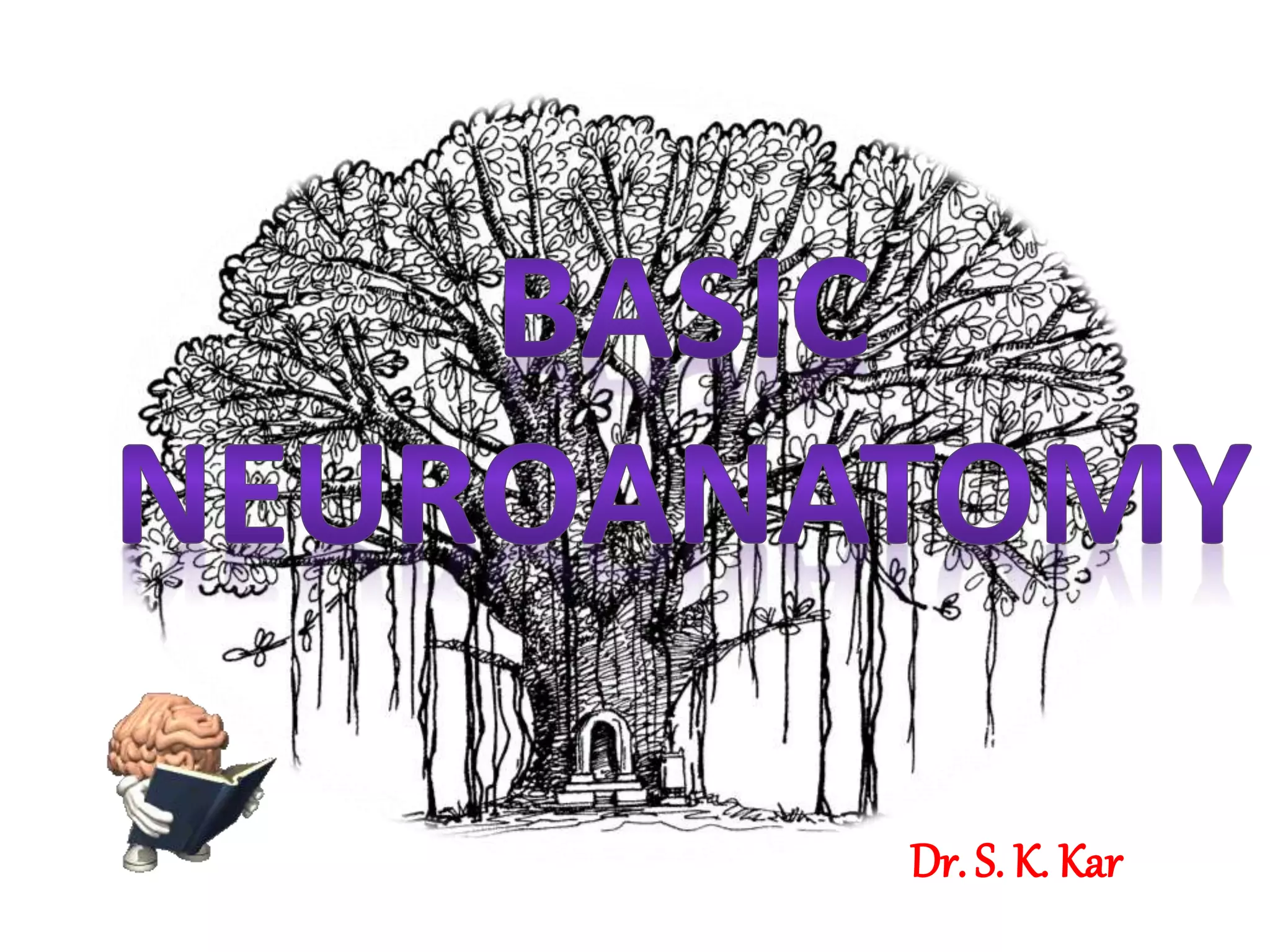 Basic neuroanatomy & neurophysiology | PPTX