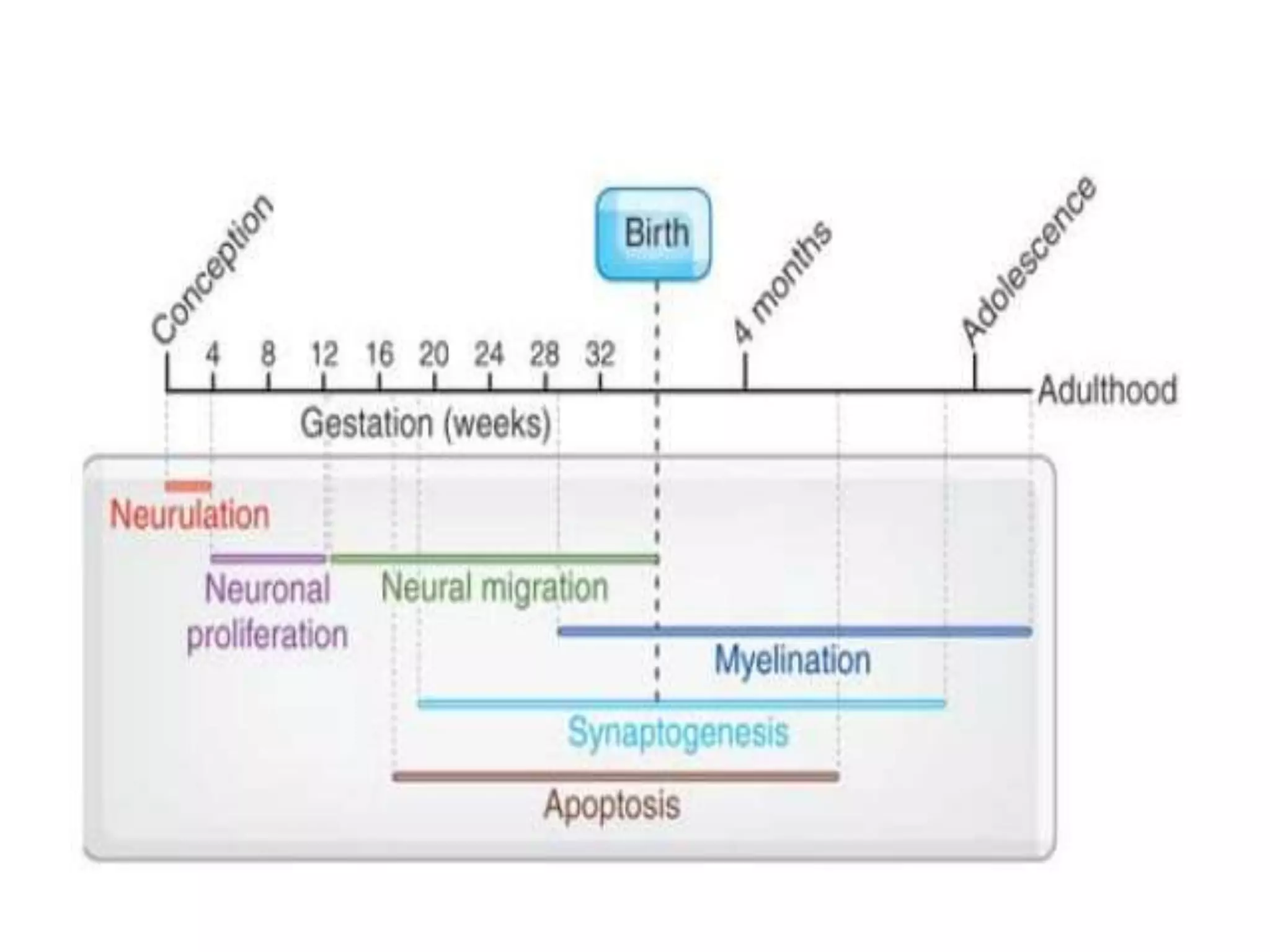 Basic neuroanatomy & neurophysiology | PPTX