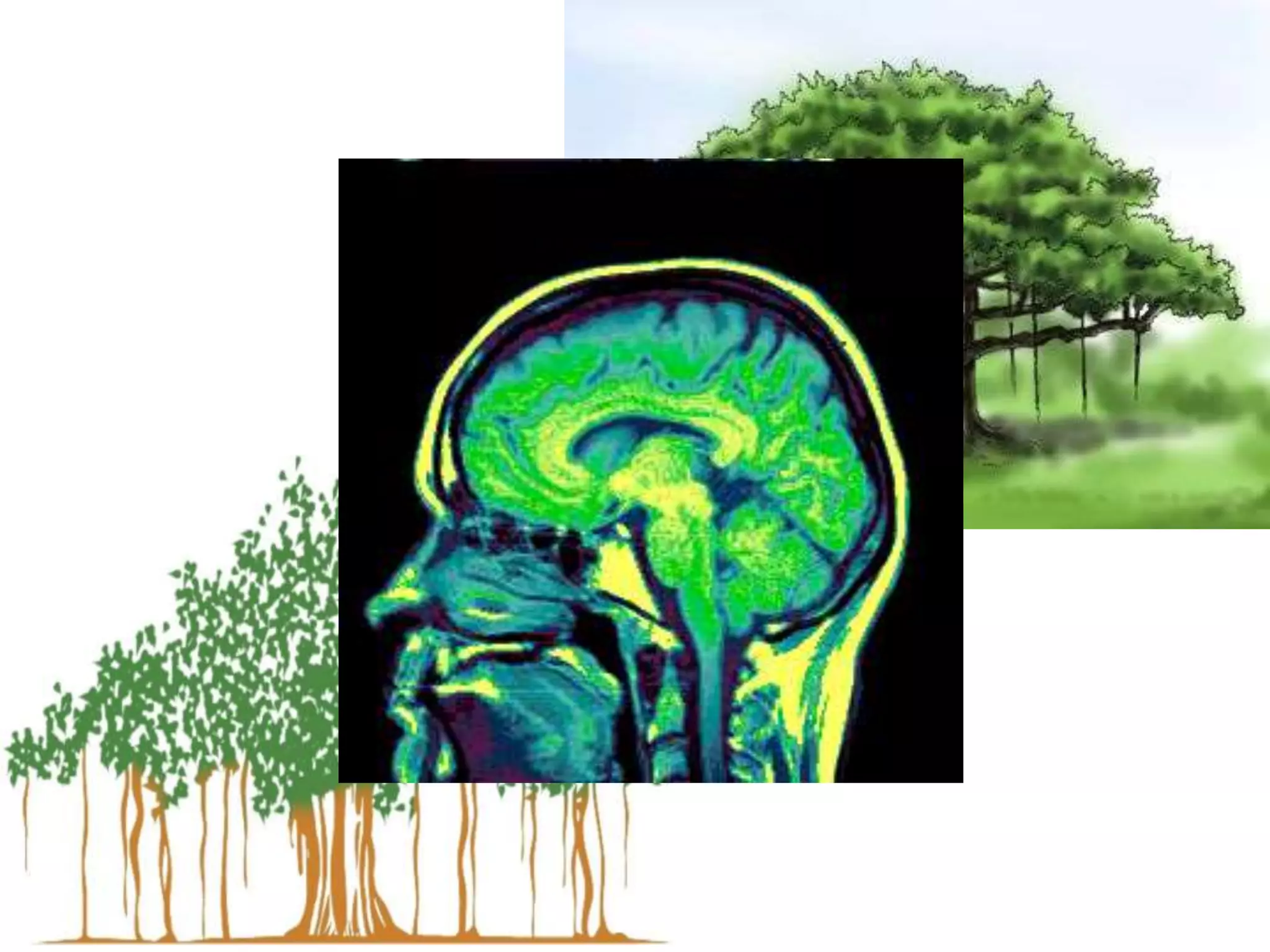 Basic neuroanatomy & neurophysiology | PPTX